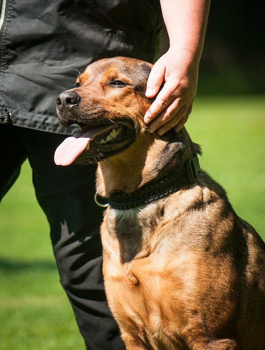 10 Easy Dog Tricks For Beginners Dog Training Advice Tips 10 Easy Dog Tricks For Beginners Dog Training Advice Tips